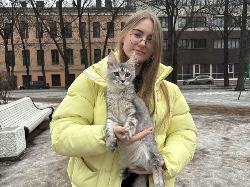 Котик Мейн Кун