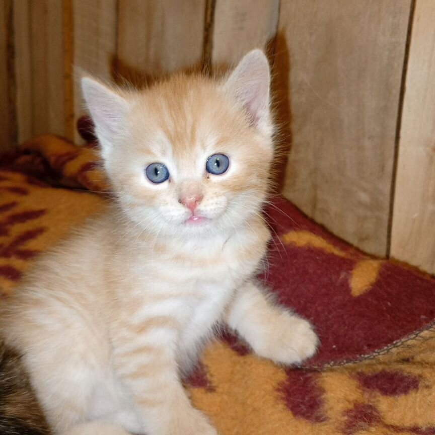 Симпатичный котик