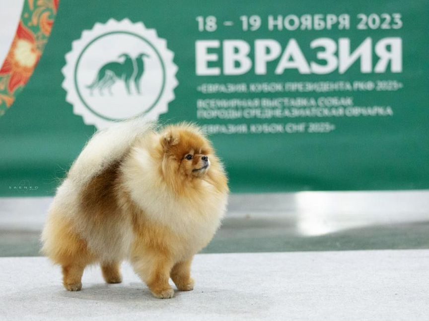 Померанский шпиц для вязки