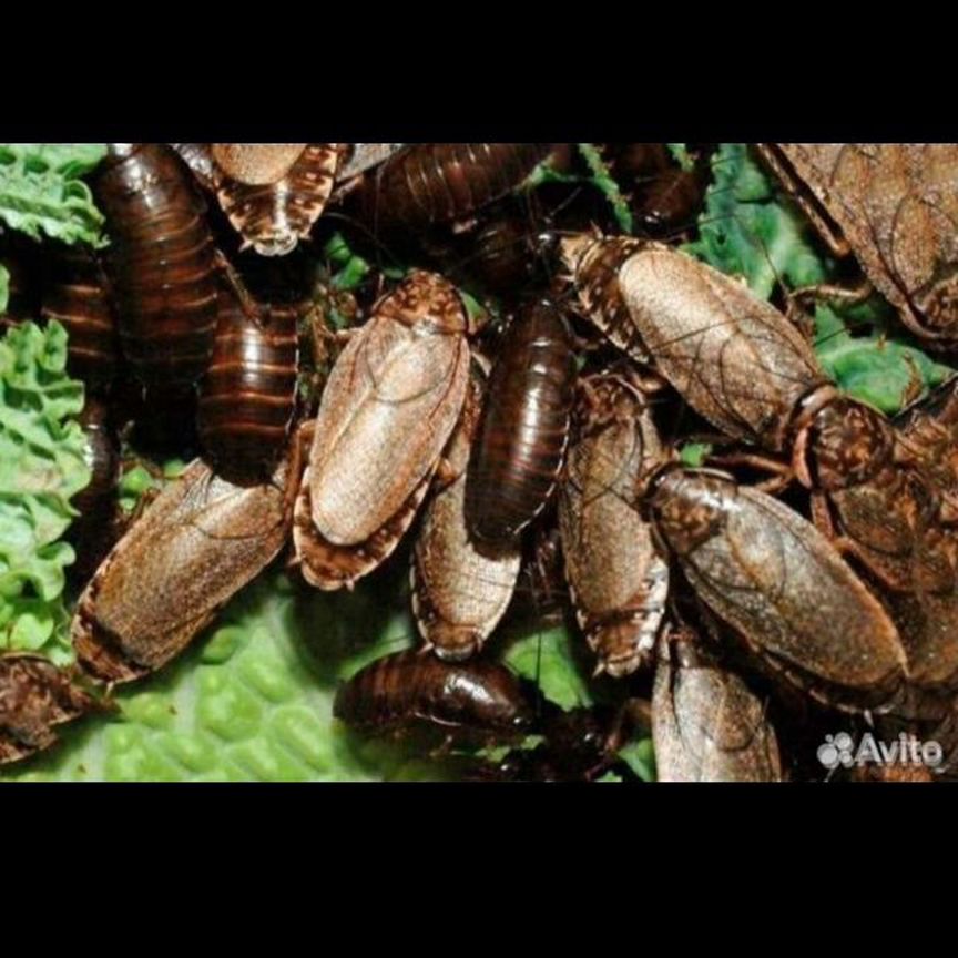 Кормовые насекомые