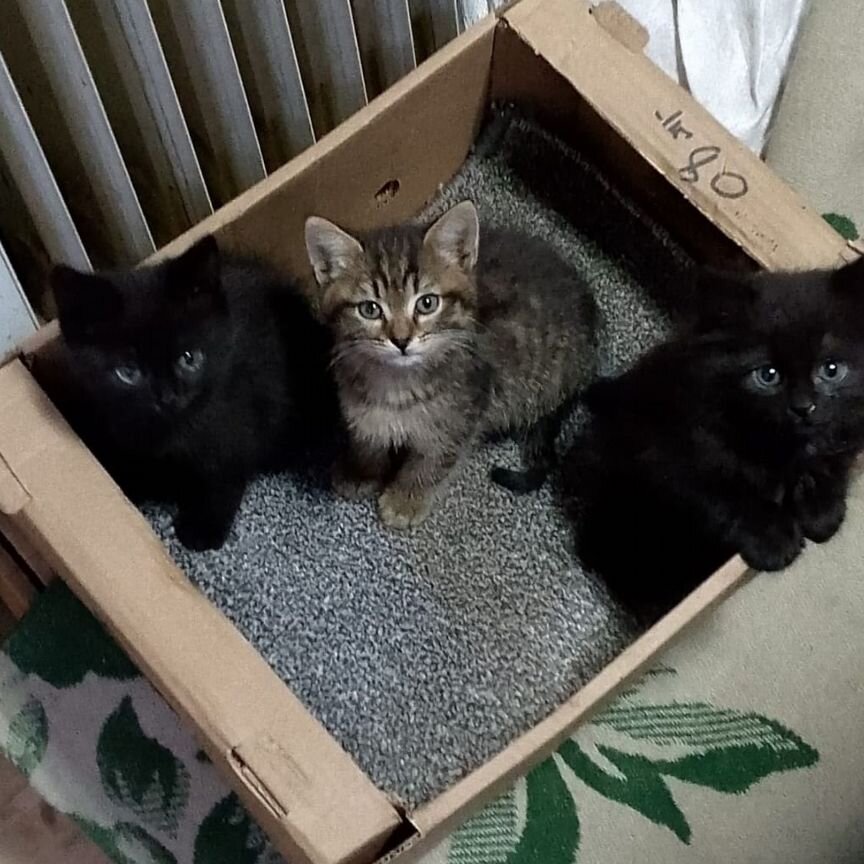 Котята в добрые руки