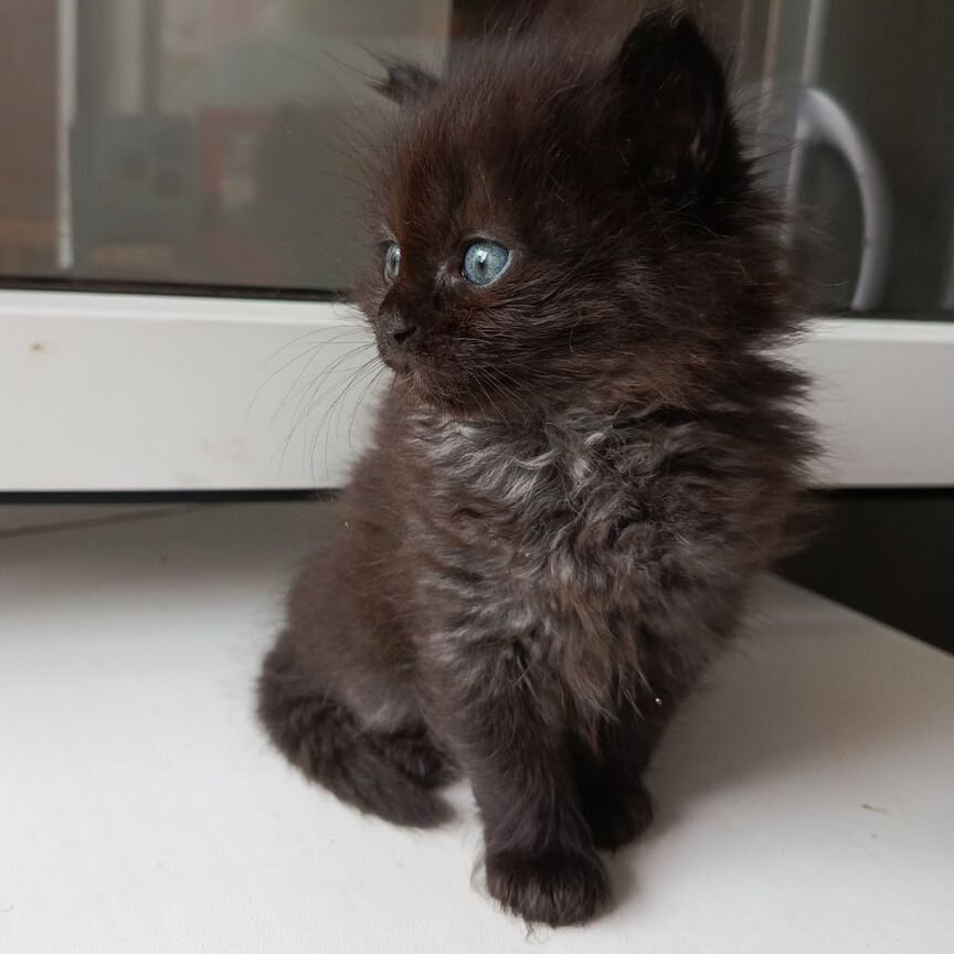 Черный пушистый котенок