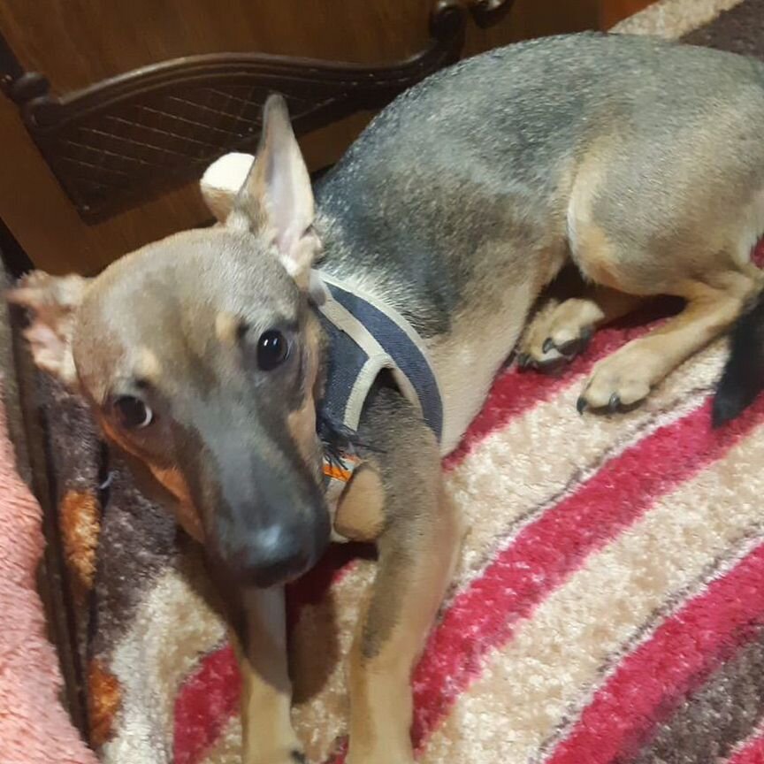 Взрослая собака в добрые руки