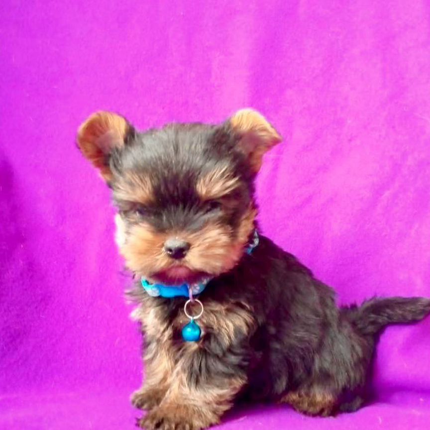 Йоркширский терьер