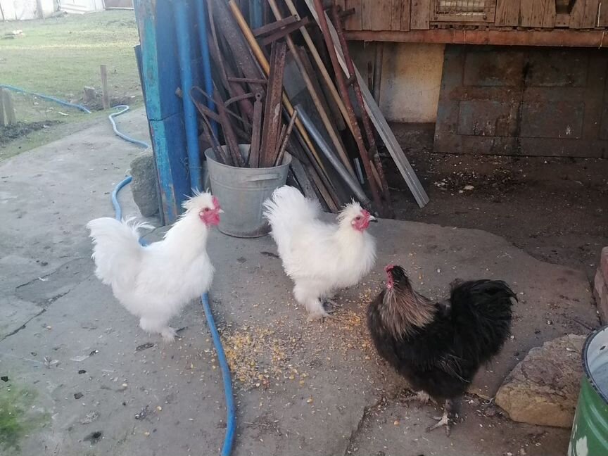 Петухи шелковистые