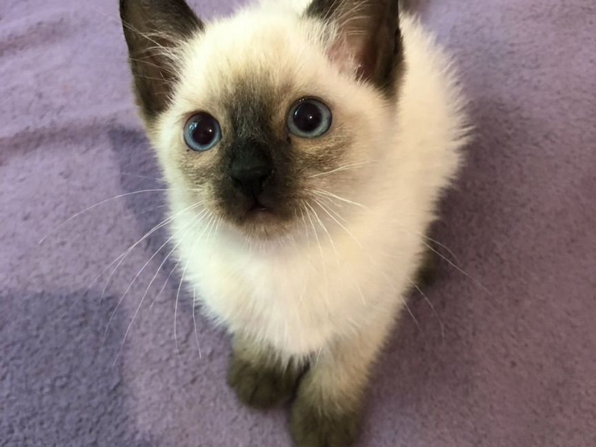 Тайский котенок,девочка