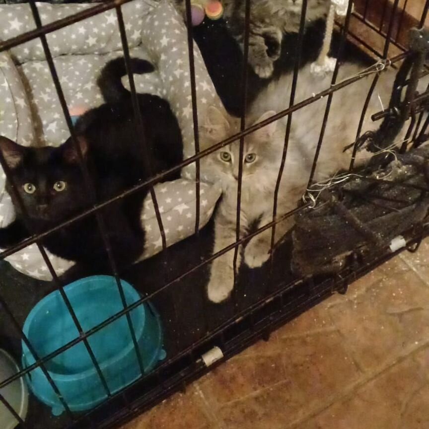 Котята в добрые руки