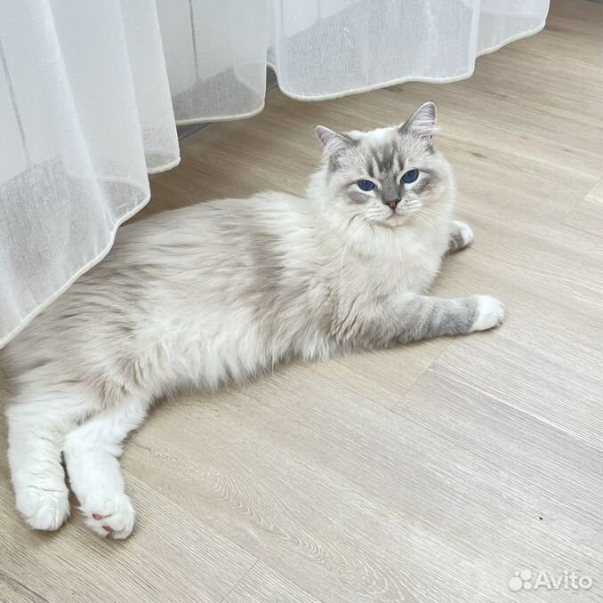 Рэгдолл котенок/Ragdoll (мальчик)