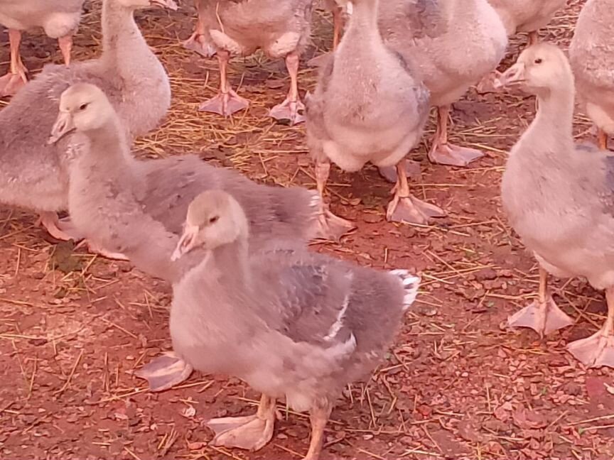 Гусята, месячные