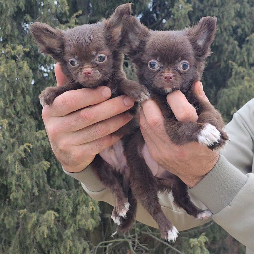 Чихуахуа шоколадные мальчик и девочка