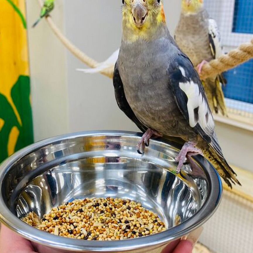 Попугай корелла