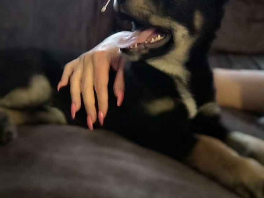 Собака (мальч) в добрые руки