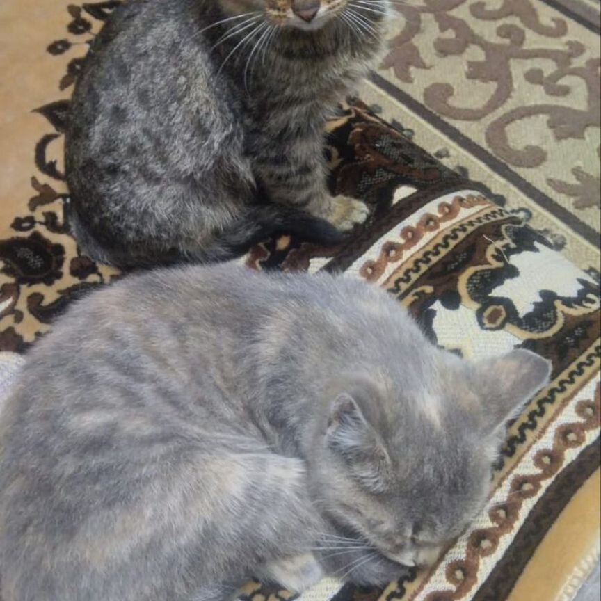 Котята в добрые руки 1 месяц