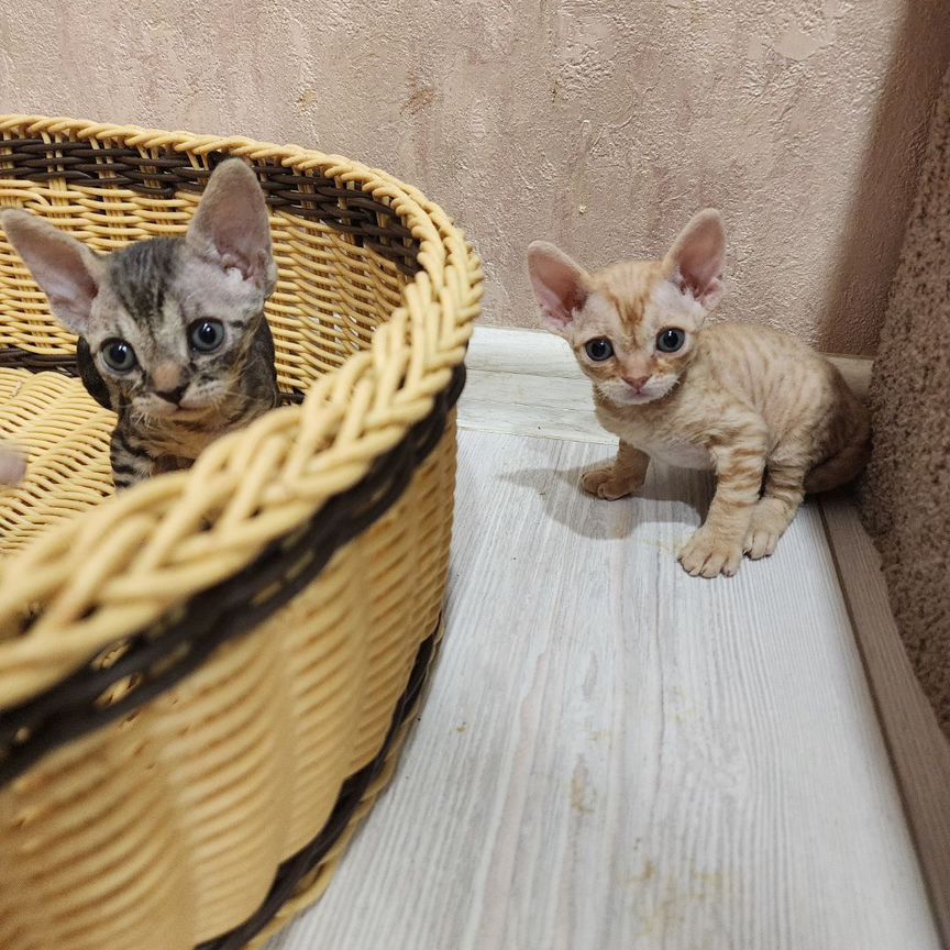 Милые котятки