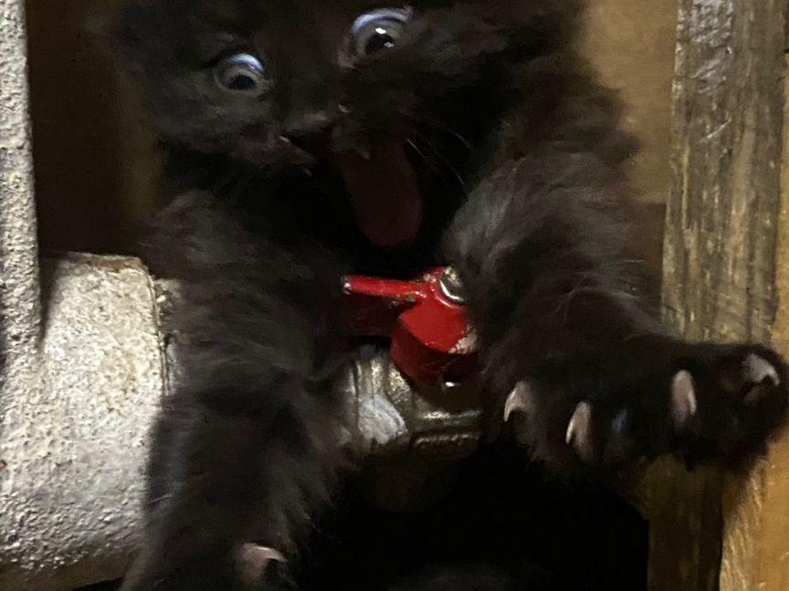 Котёнок