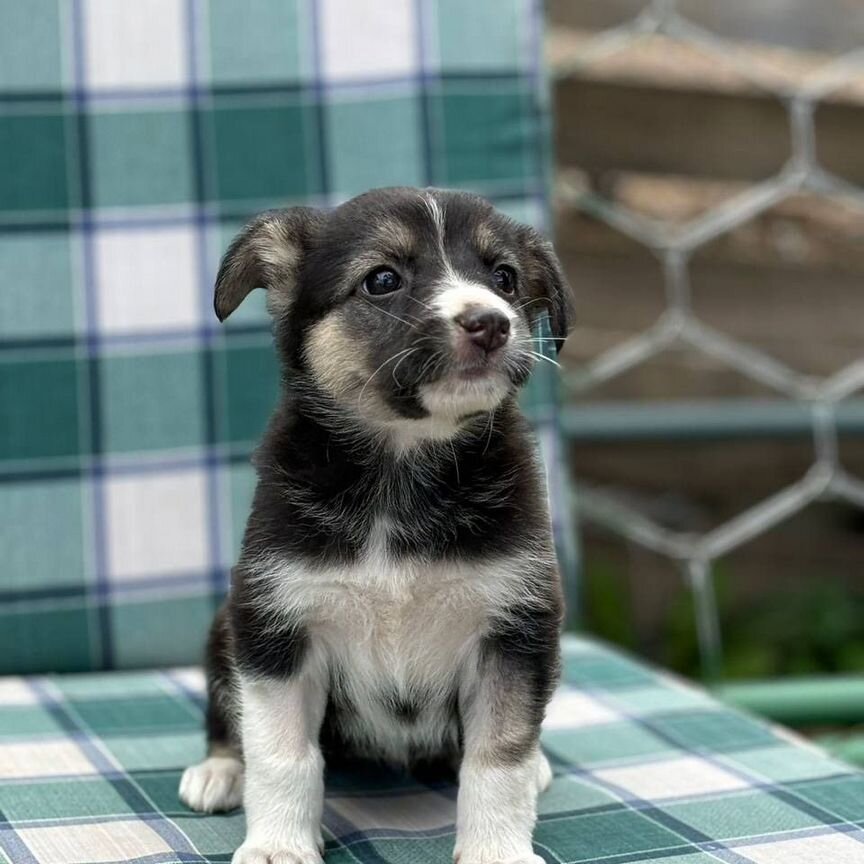 Прелесные щеночки