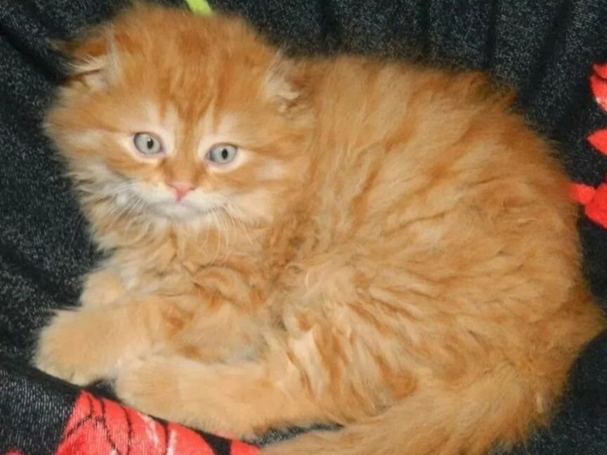 Шотландский вислоухий мальчик рыжик