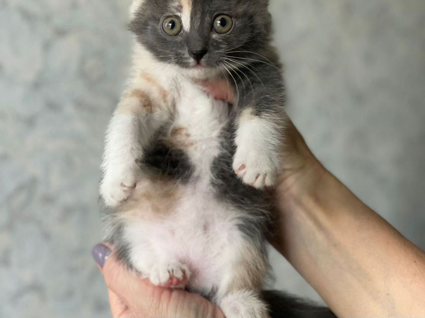 Котятки 2 мес из садов, ищут дом