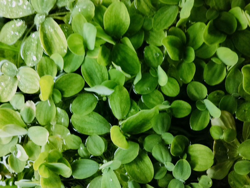 Аквариумное растение Пистия Отдам бесплатно