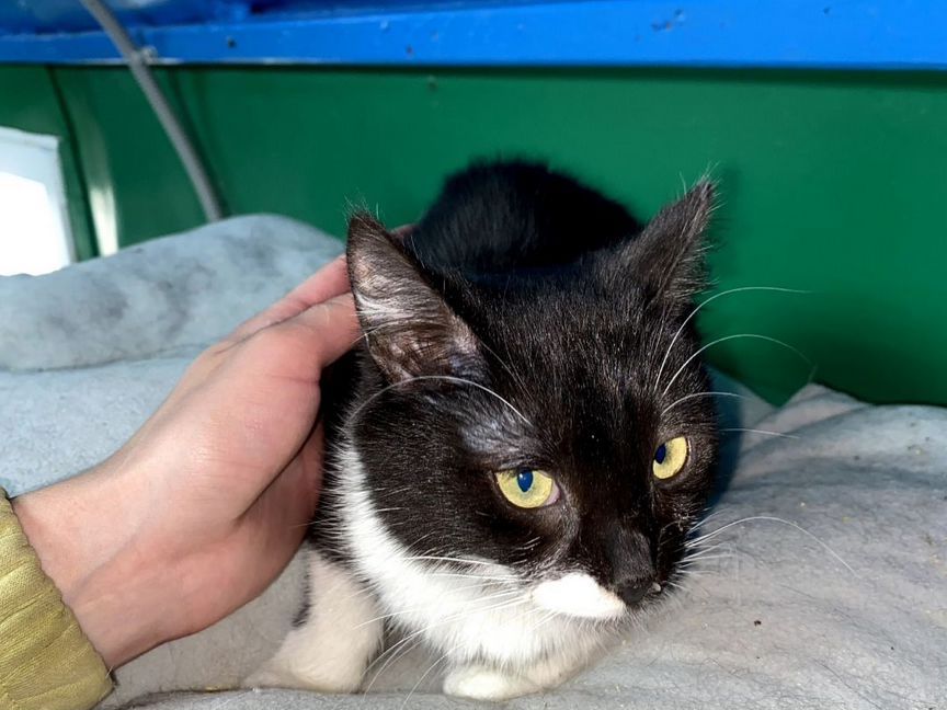 Симпатичная Лапочка ищет дом