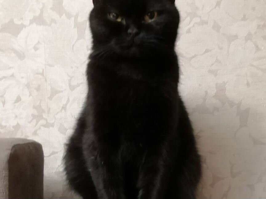 Отдам черную кошку в хорошие руки