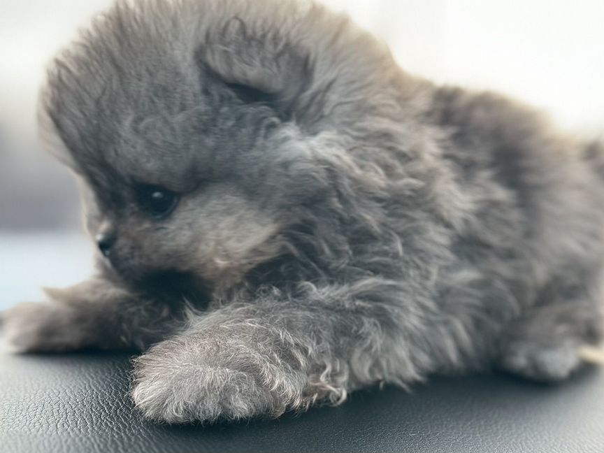 Шпиц мини мишка