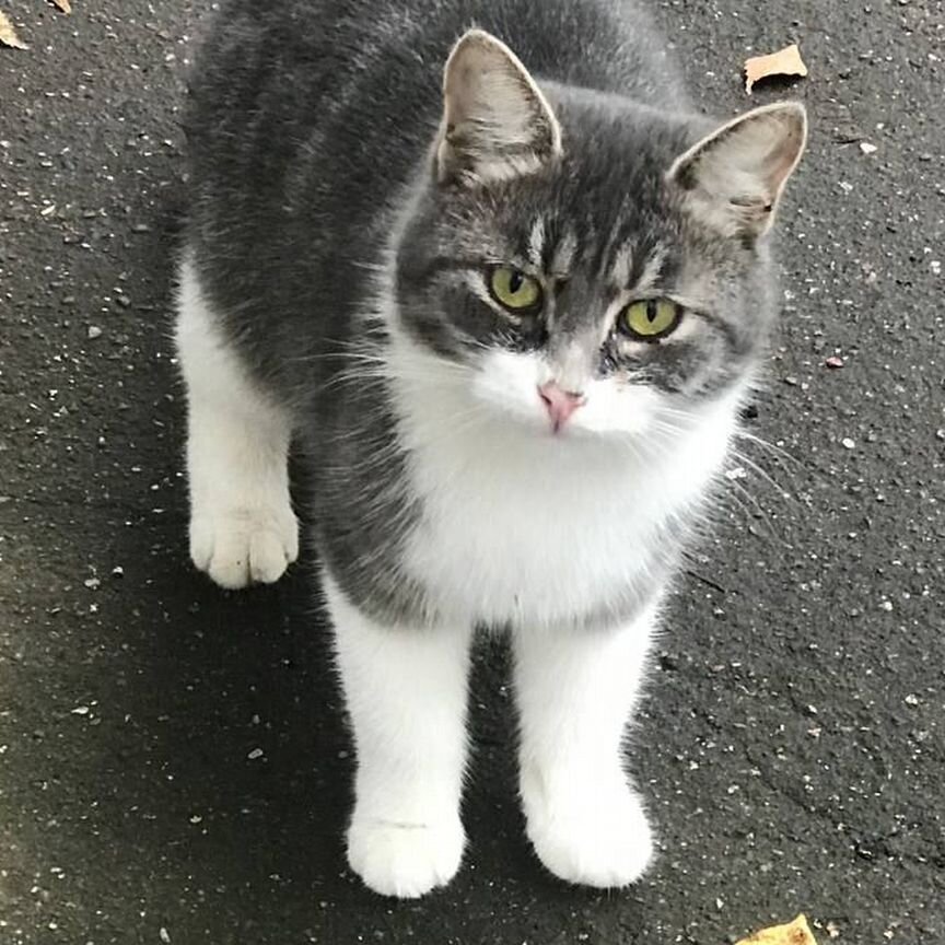 Котёнок в добрые руки