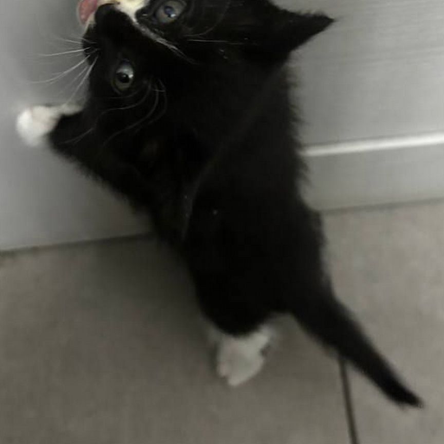 Котёнок в добрые руки