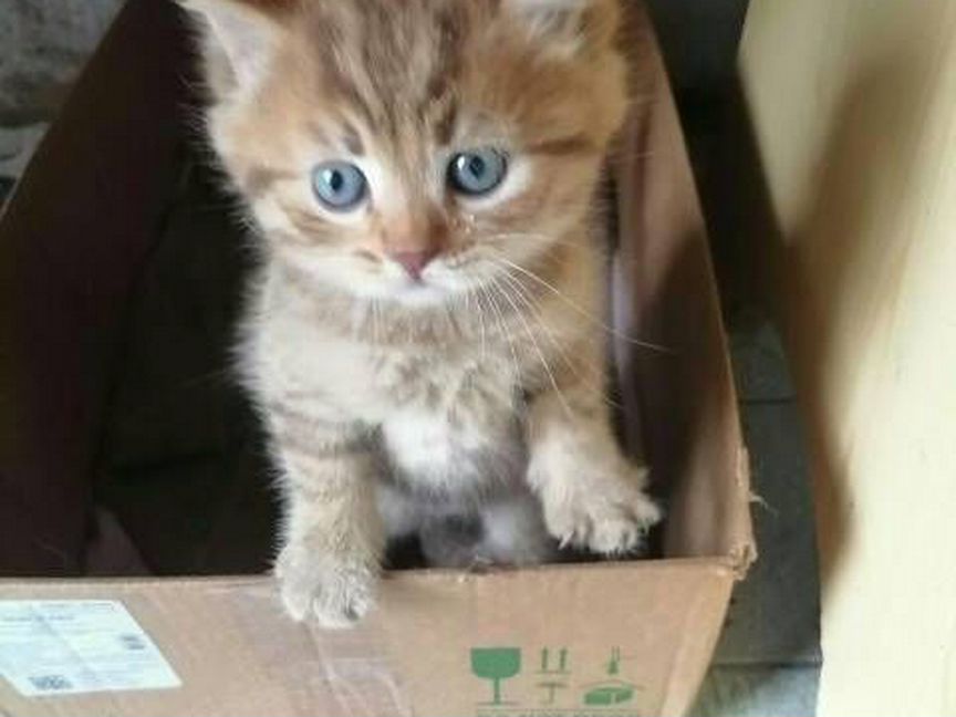 Котенок британка