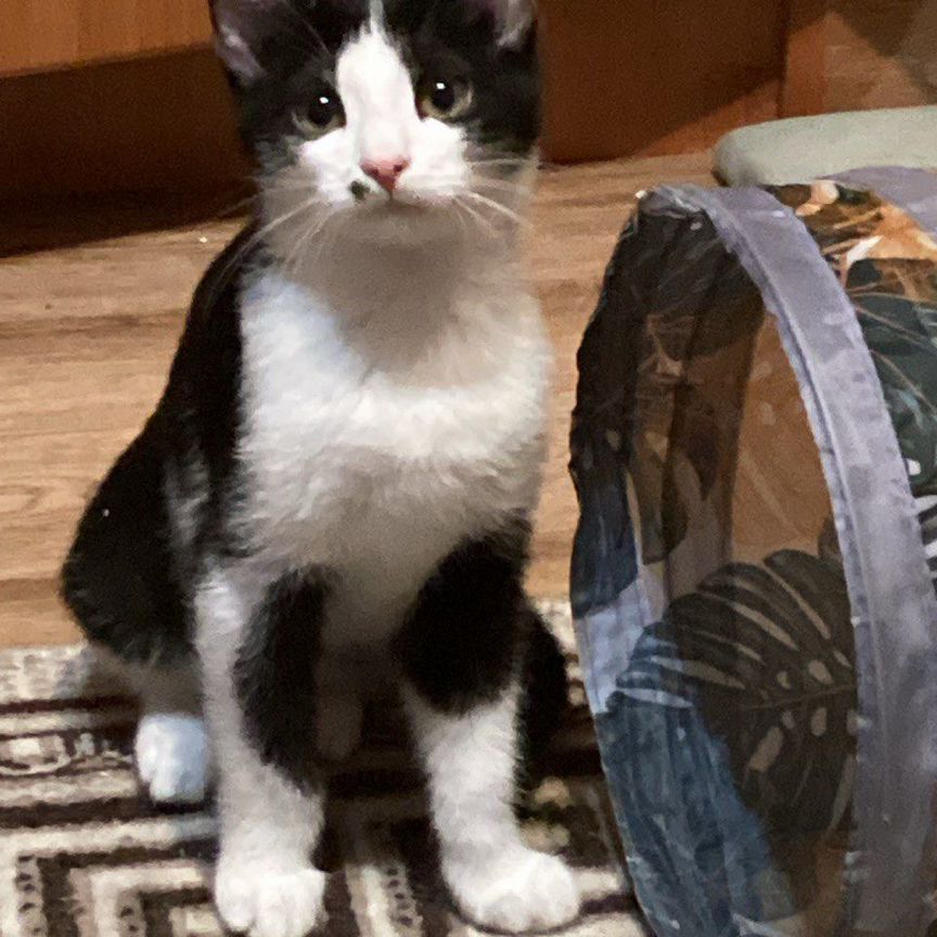 Котики бесплатно