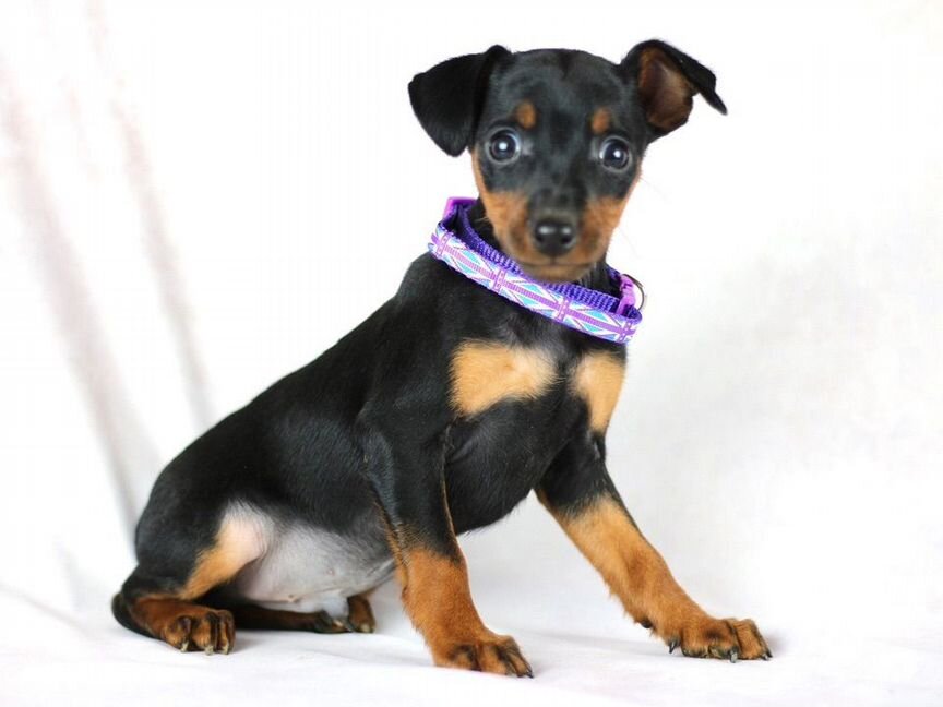 Цвергпинчера шенки