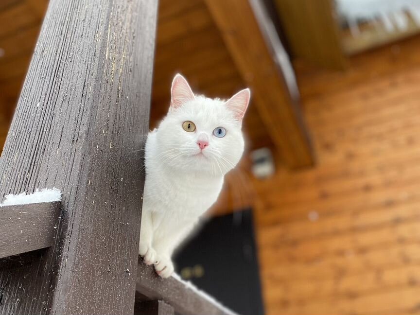 Кошка альбинос
