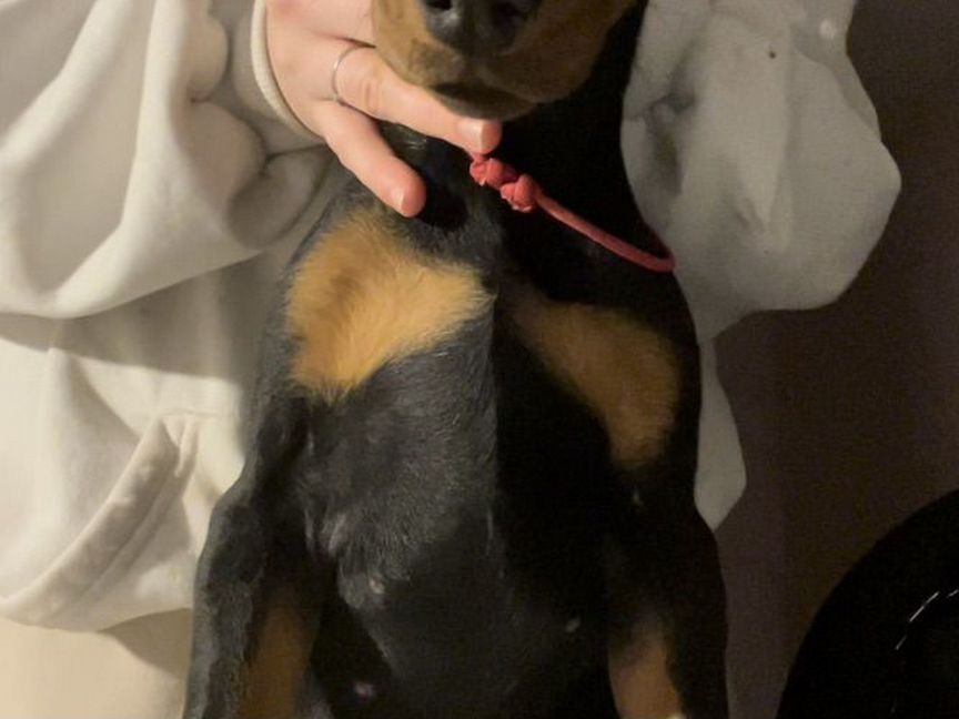 Доберман девочка шоу