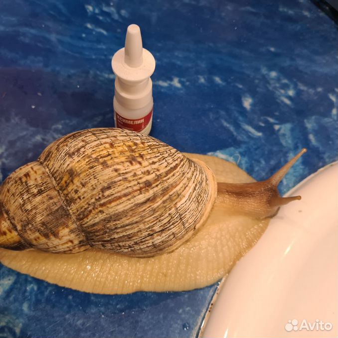 Улитка Ахитинка