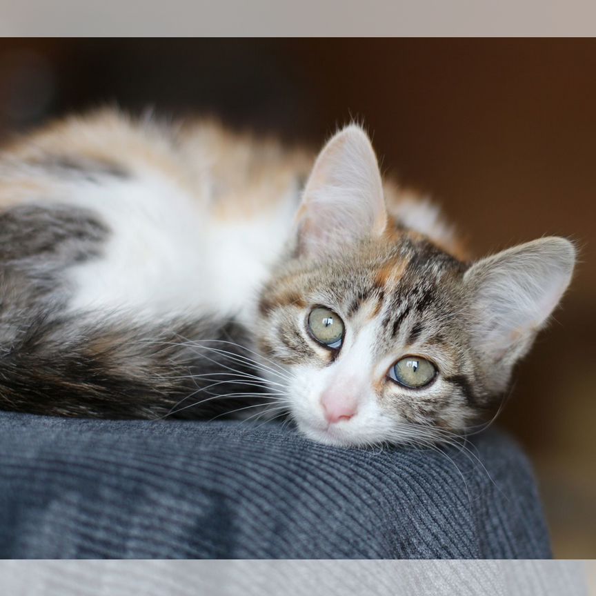 Котенок кошечка трехцветная