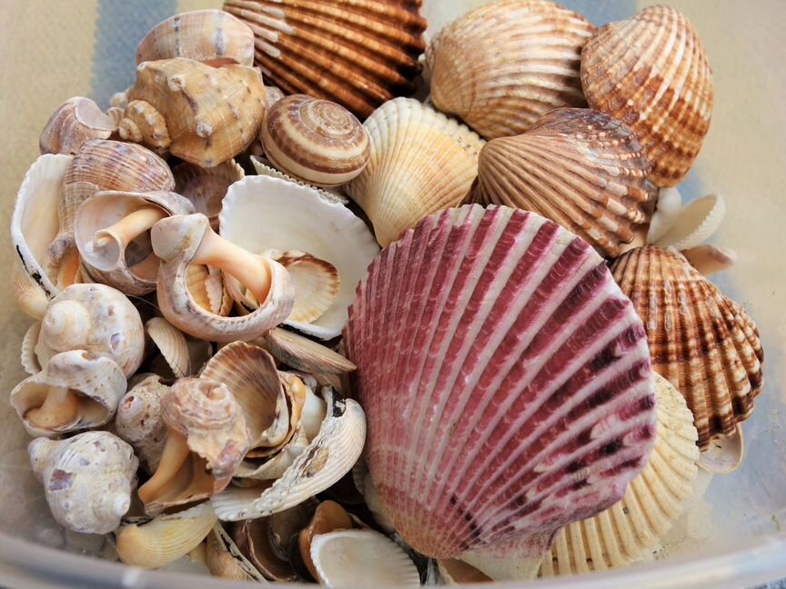 Ракушки раковины (цена за все)