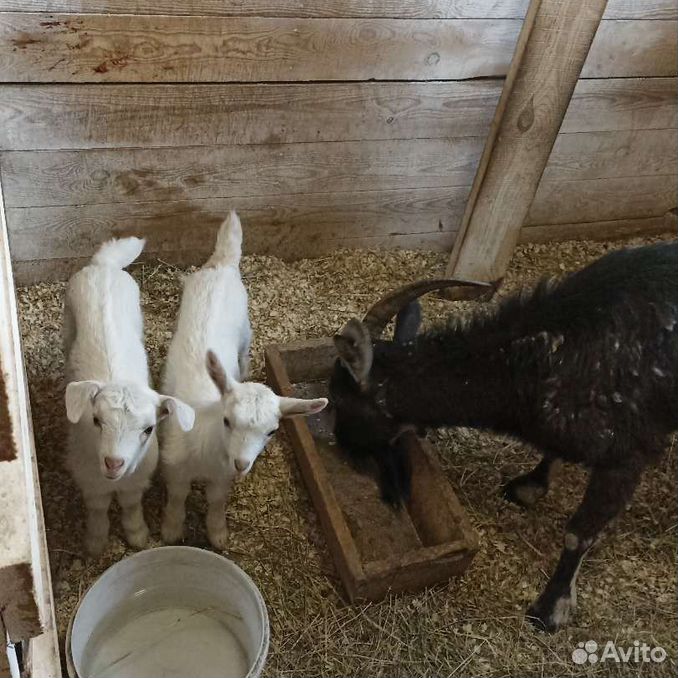 Продам ягнят мальчика и девочку