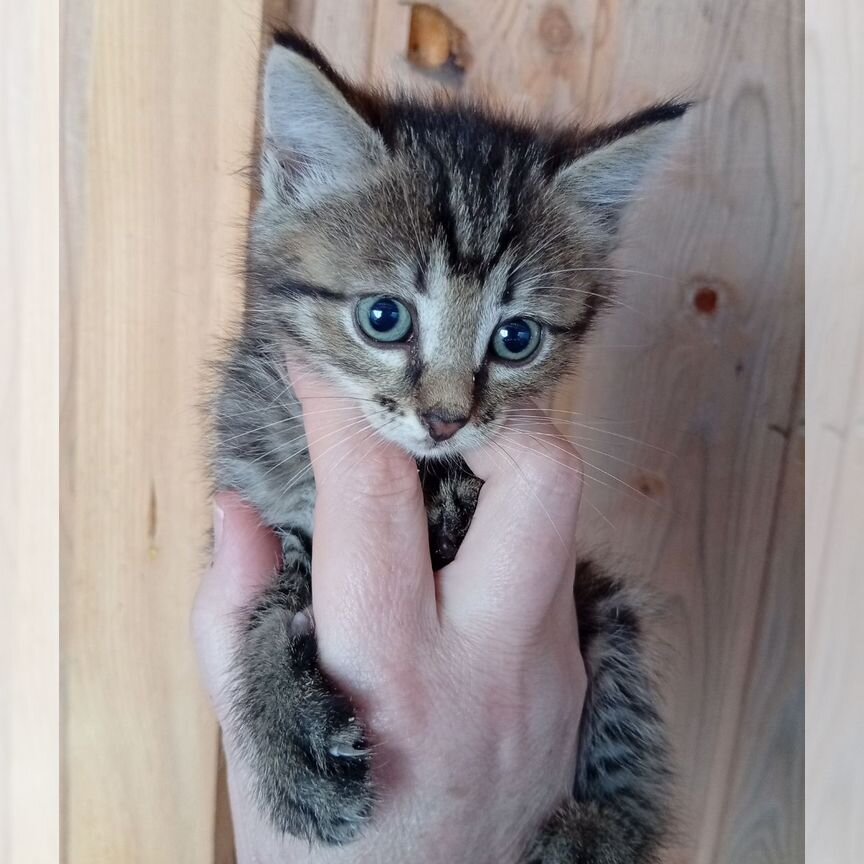 Полосатый котёнок девочка 1,5 м