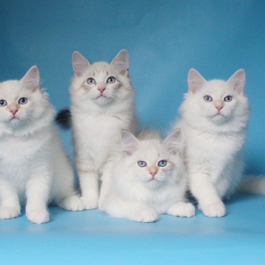 Невские маскарадные котята