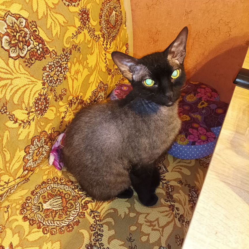 Кот сфинкс браш в добрые руки