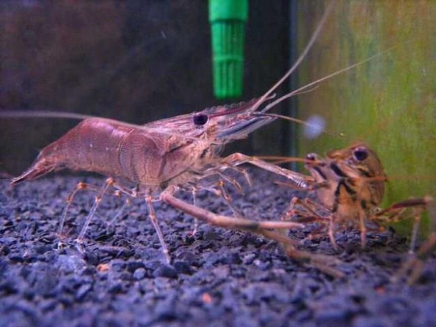 Креветки Макробрахиум