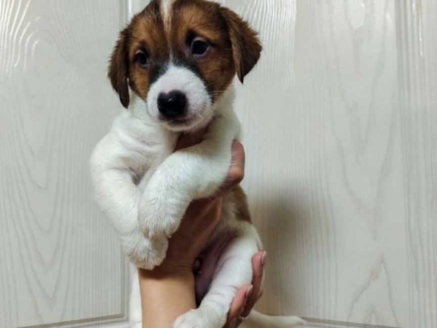 Щенки джек рассел терьер