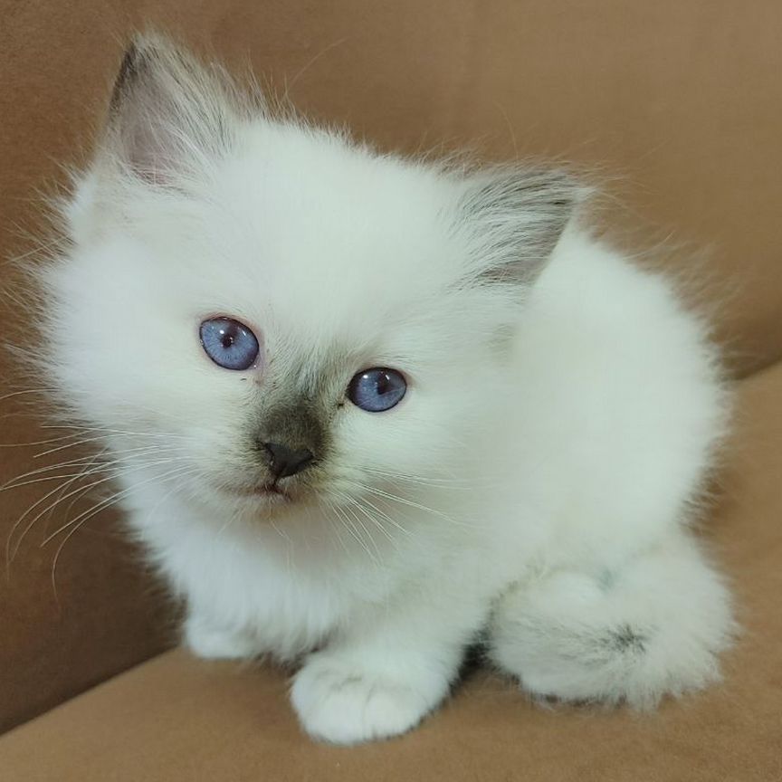 Котёнок Священной Бирмы