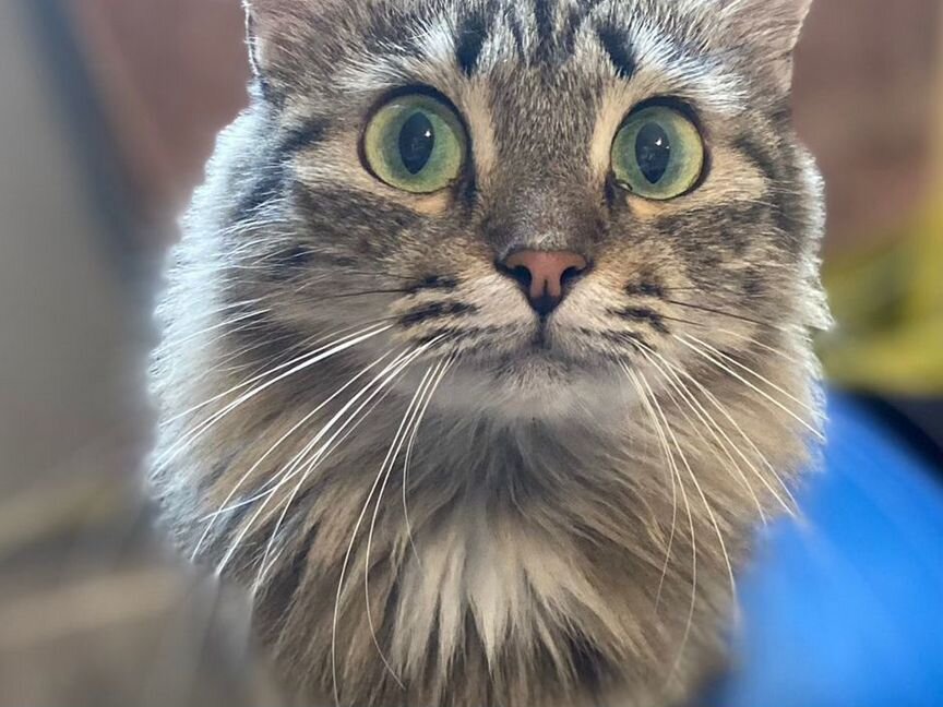 Кошка привитая красотка в добрые руки