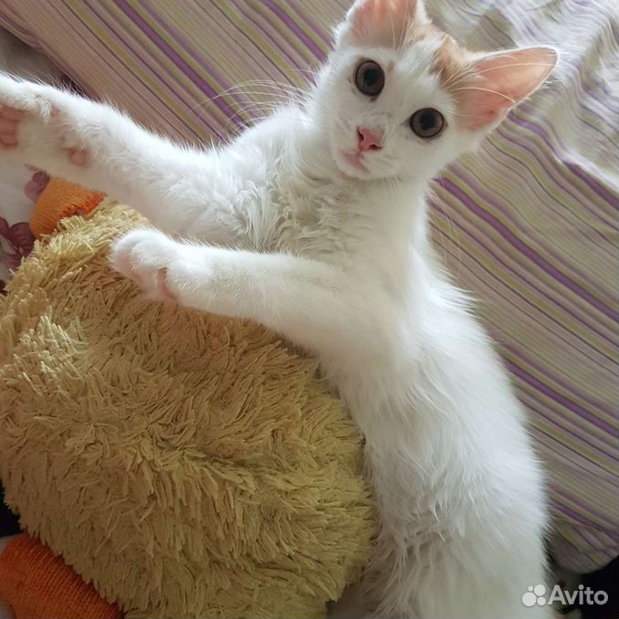 Котик из приюта. Турецкая ангора