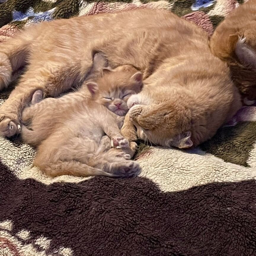 Котята