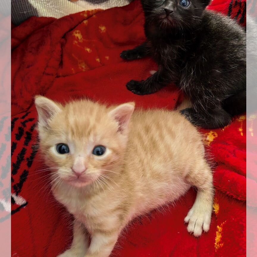 Мейн-кун котёнок