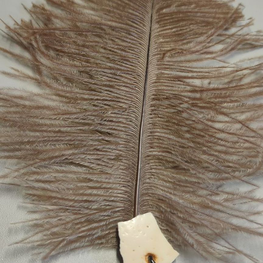 Страусиные перья