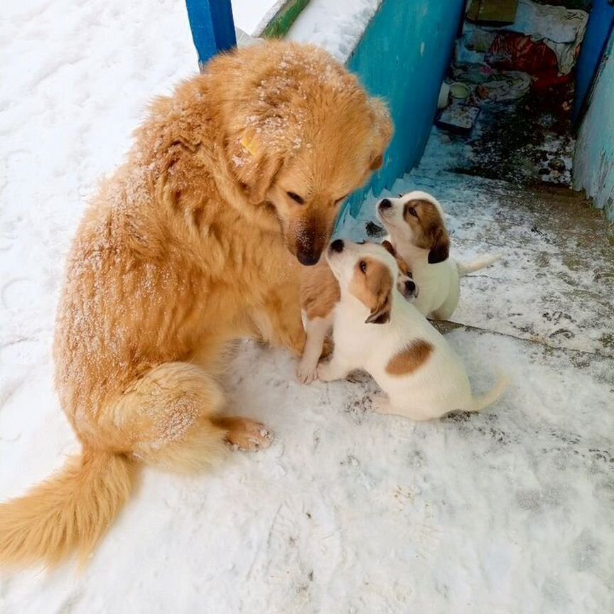 Щенки девочки бесплатно