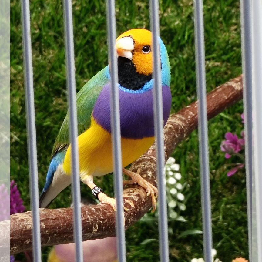 Амадина Гульда